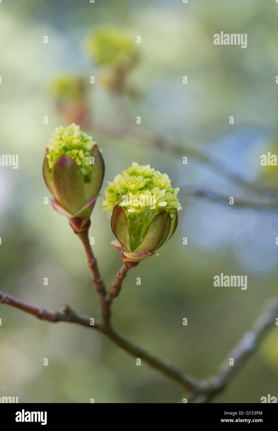 Acer Platanoides flowers. Norway Maple tree. UK Stock Photo - Alamy