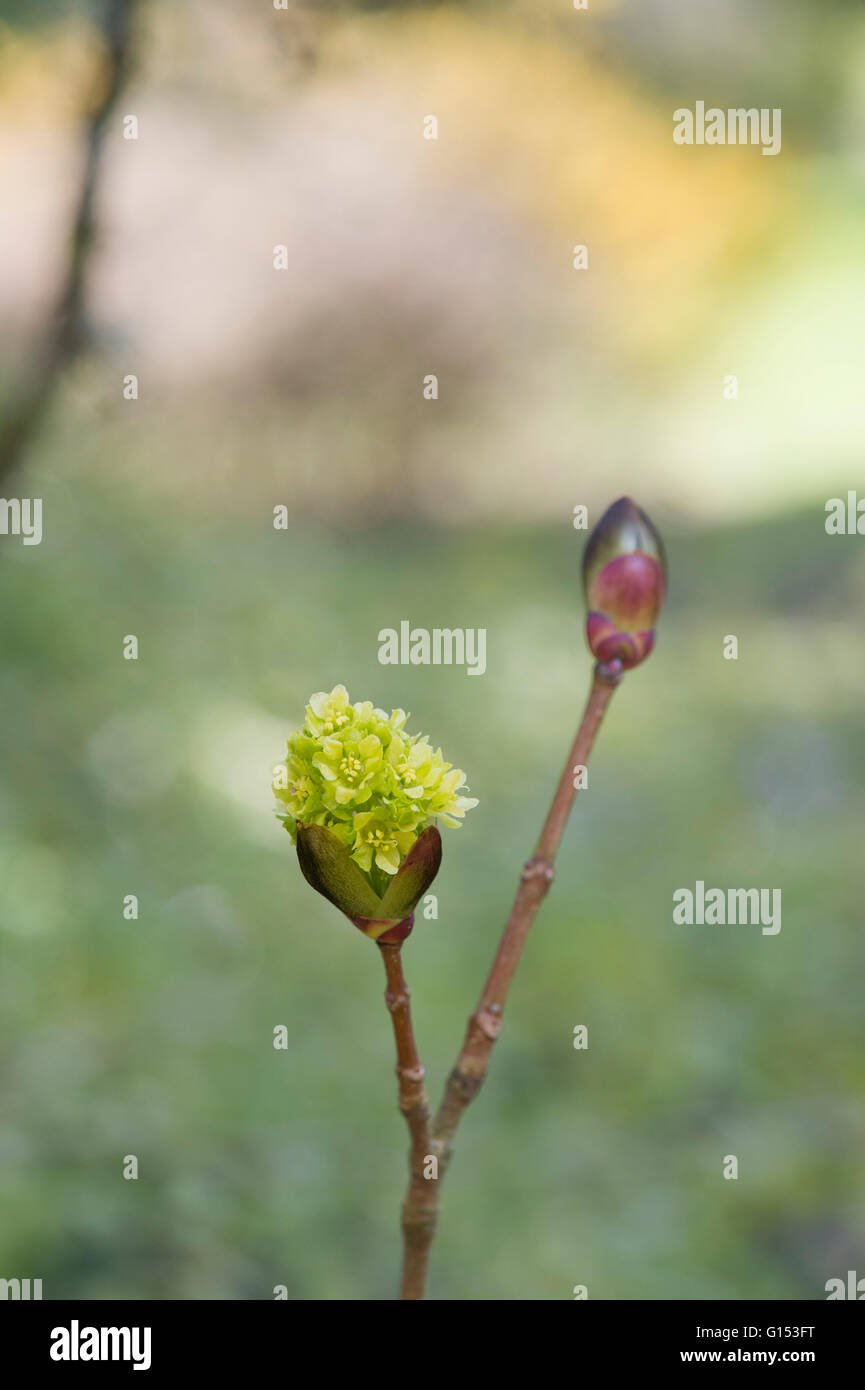 Acer Platanoides flowers. Norway Maple tree. UK Stock Photo - Alamy