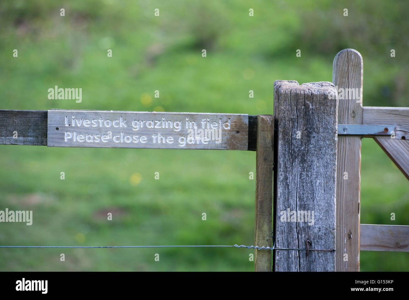 Livestock grazing in field. Please close the gate sign in the english ...