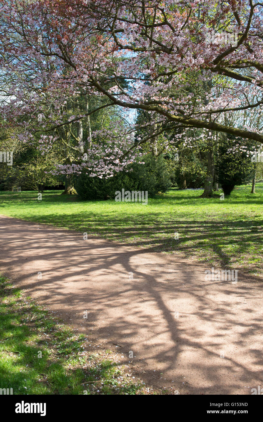 Cherry tree flower hi-res stock photography and images - Alamy