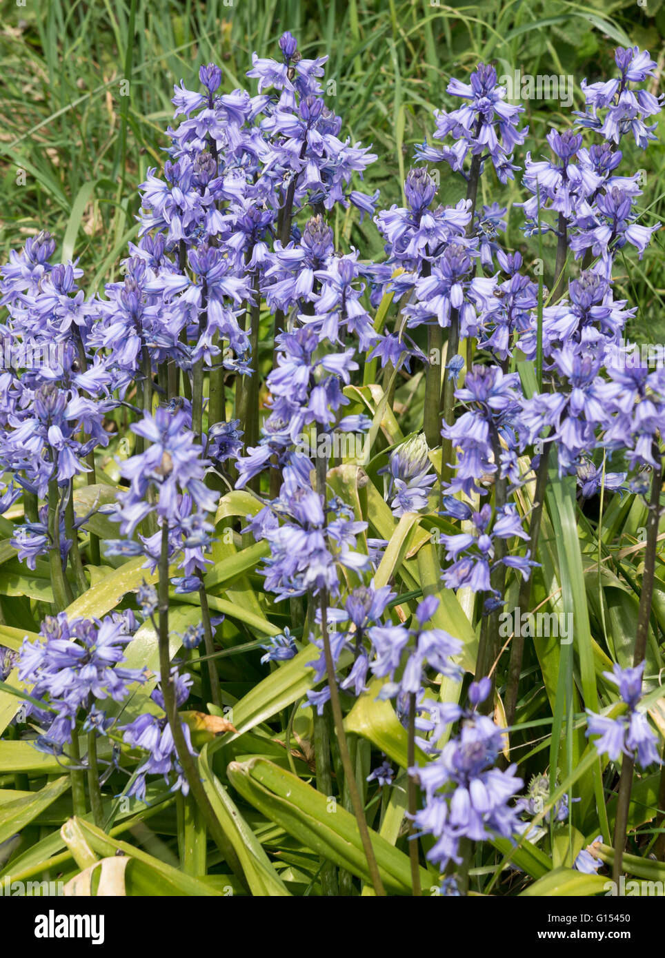 Bluebells growing in grass hi-res stock photography and images - Alamy