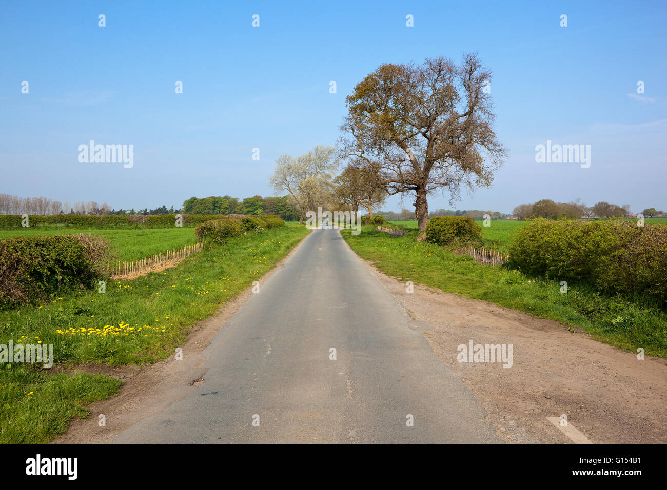 A winding English country road in springtime with wheat and rapeseed ...