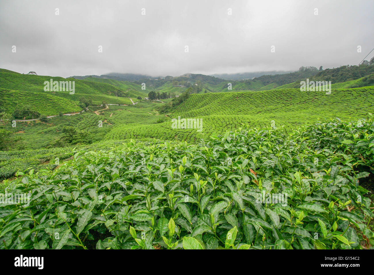 A scenic view of the tea plantation - Landscape Stock Photo - Alamy