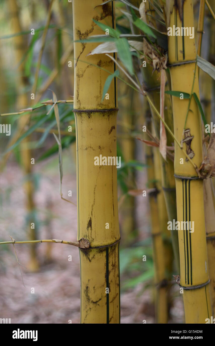 Bamboo tree hi-res stock photography and images - Alamy