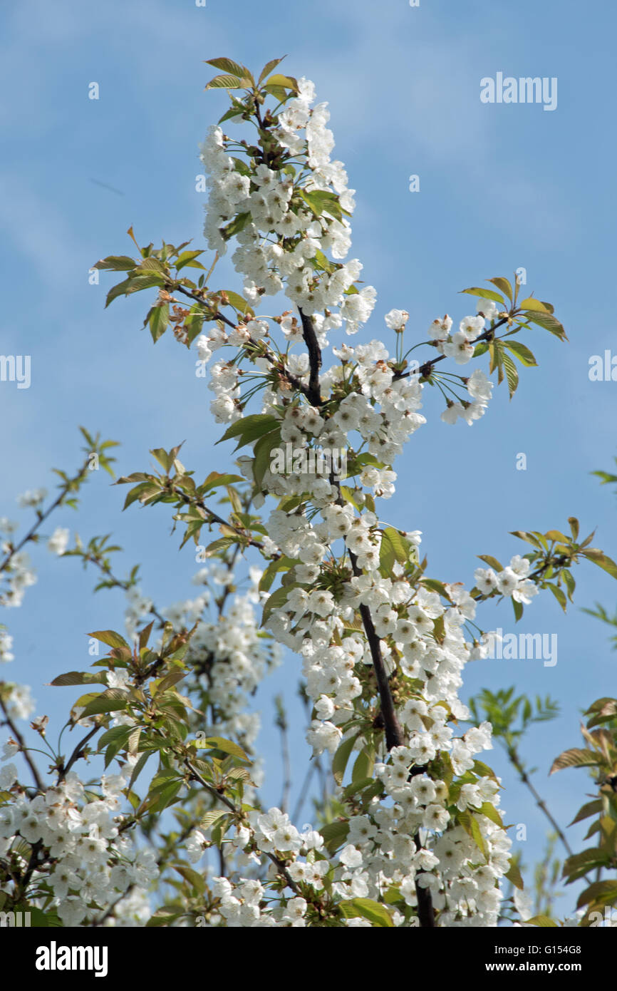 Spring blossom of the wild cherry, Prunus avium Stock Photo - Alamy