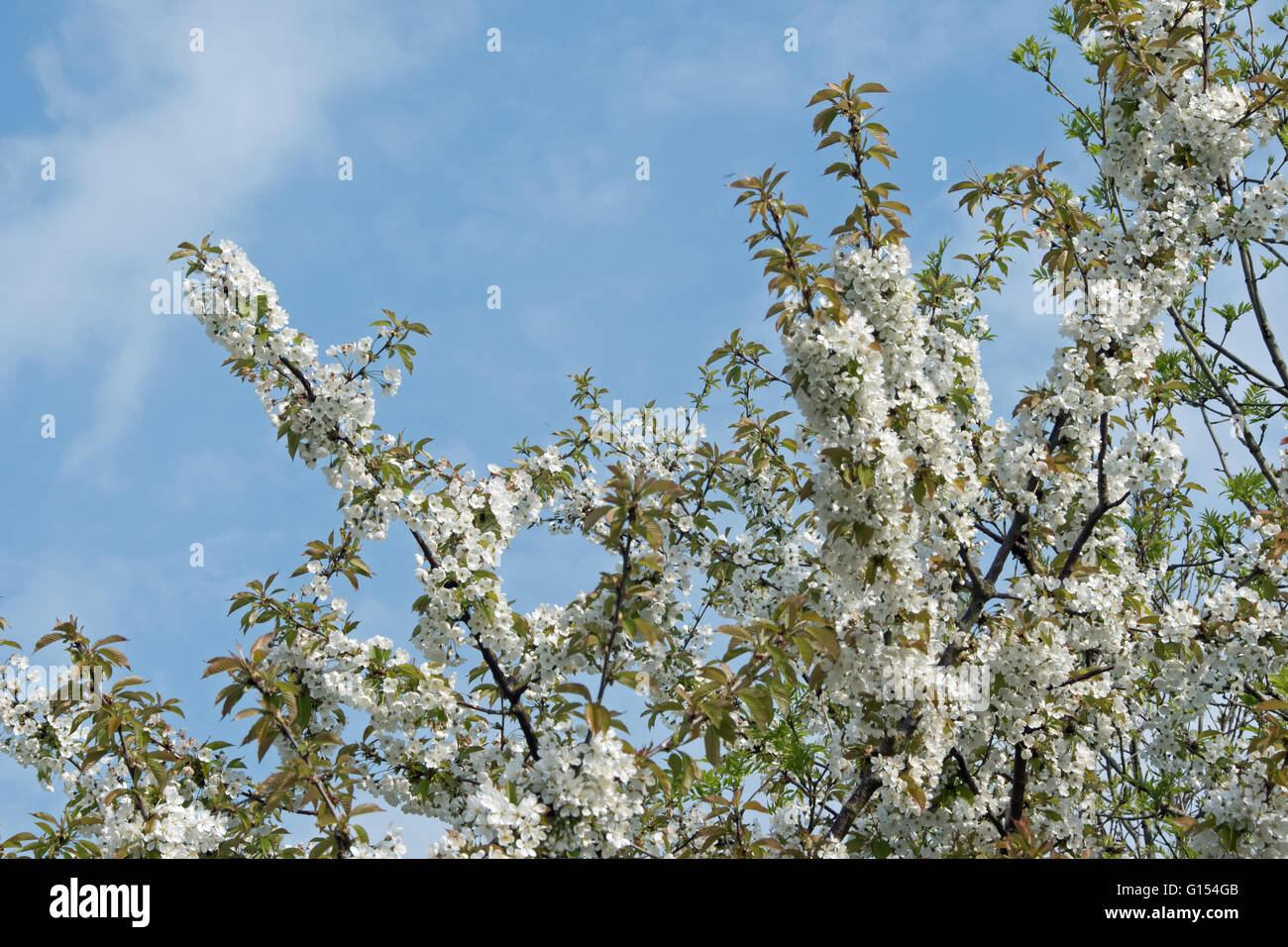 Spring blossom of the wild cherry, Prunus avium Stock Photo - Alamy