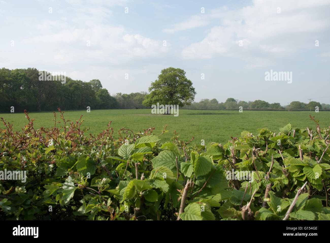 Unspoilt farmland in Iver Heath, Buckinghamshire Stock Photo - Alamy