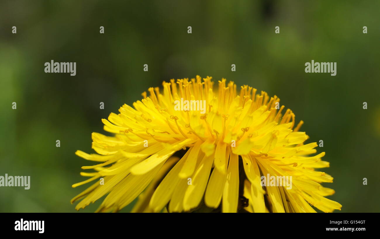 Close up side angle view of dandelion flower with focus on the yellow ...