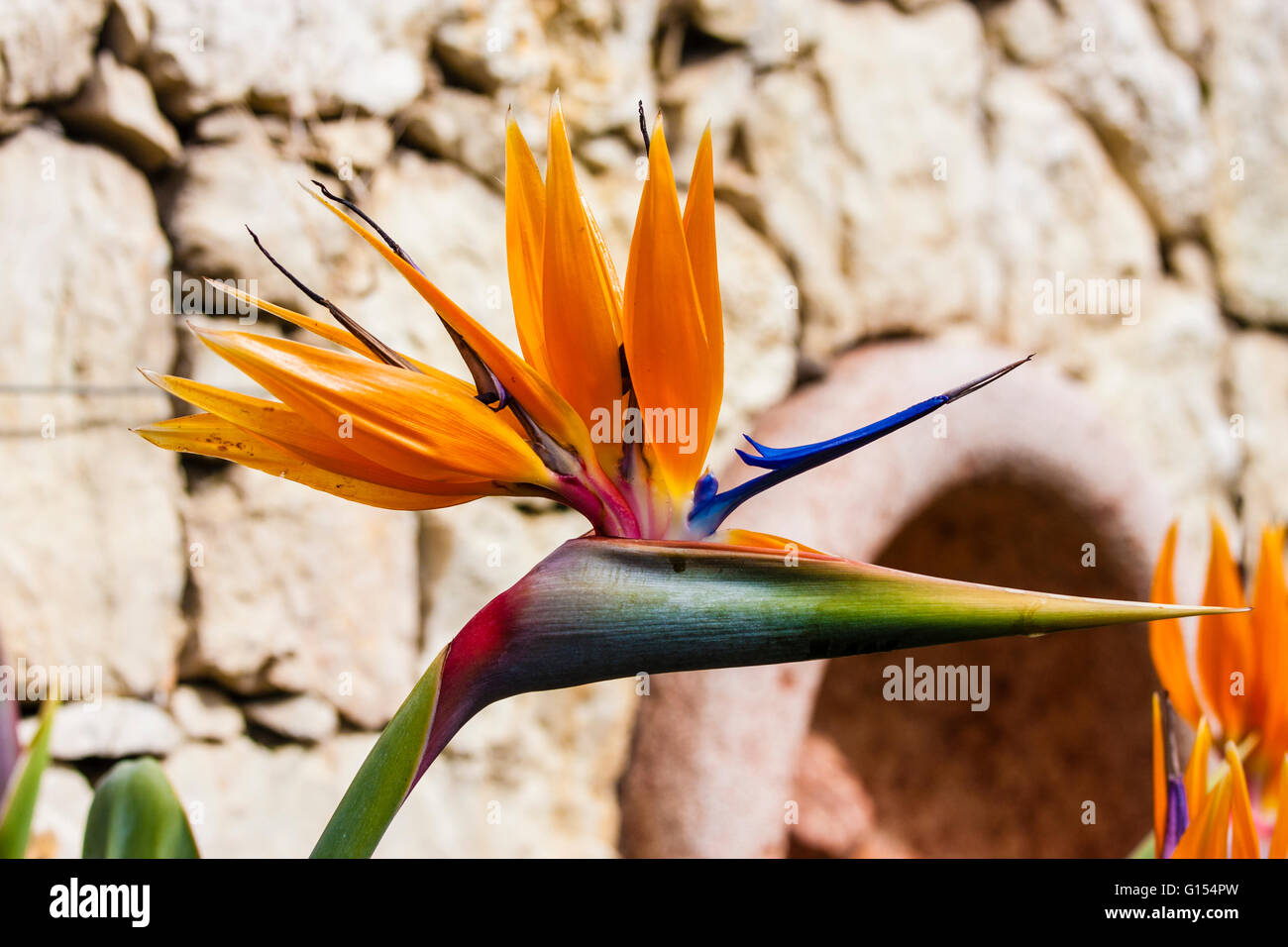 Strelitziaceae hi-res stock photography and images - Alamy