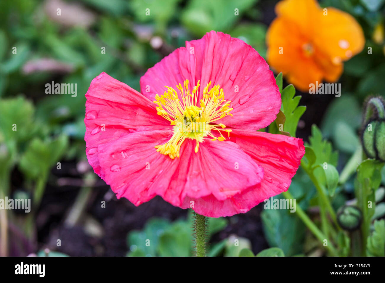 Papaver nudicaule red poppy hi-res stock photography and images - Alamy