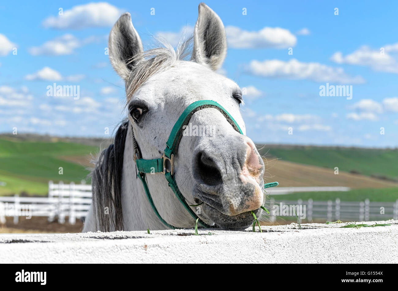 Equus ferus caballus. Beautiful white horse is looking at us, from ...