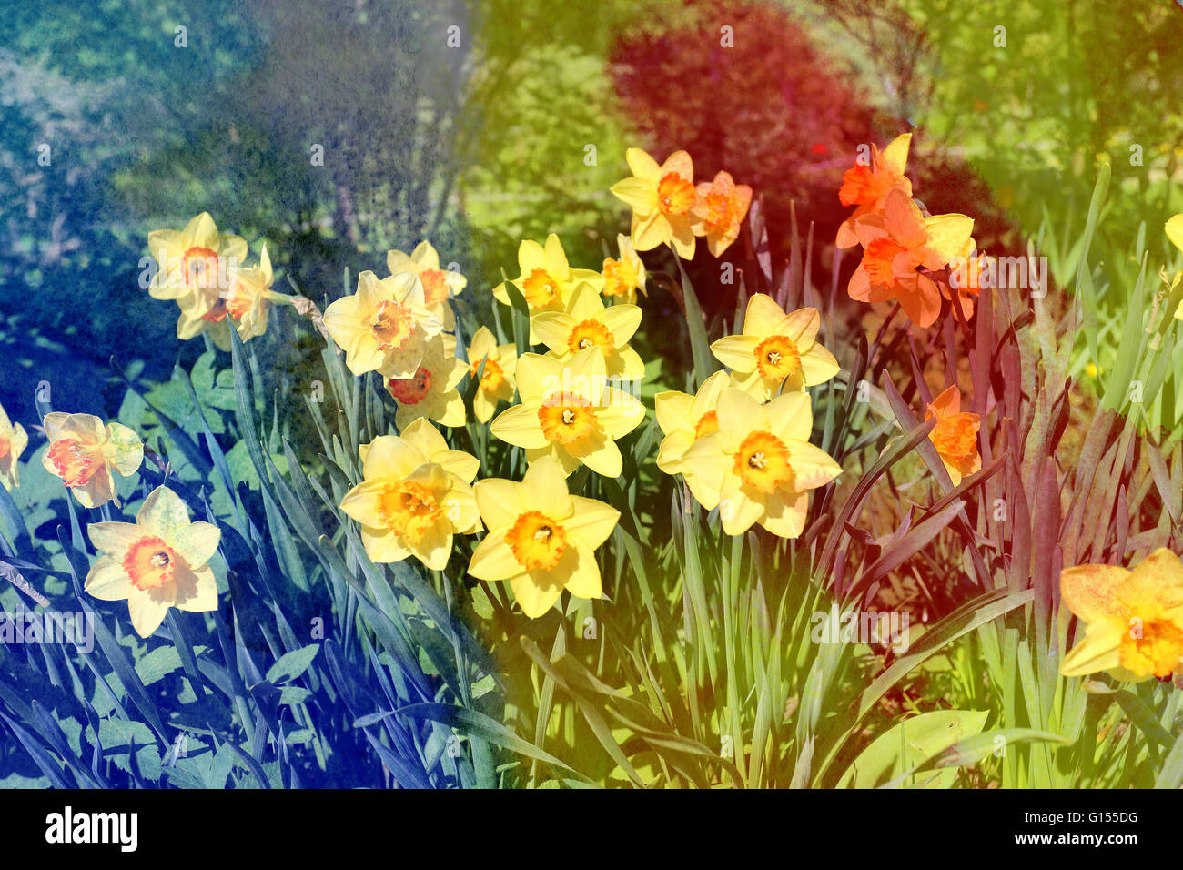 Photo beautiful daffodils Stock Photo - Alamy
