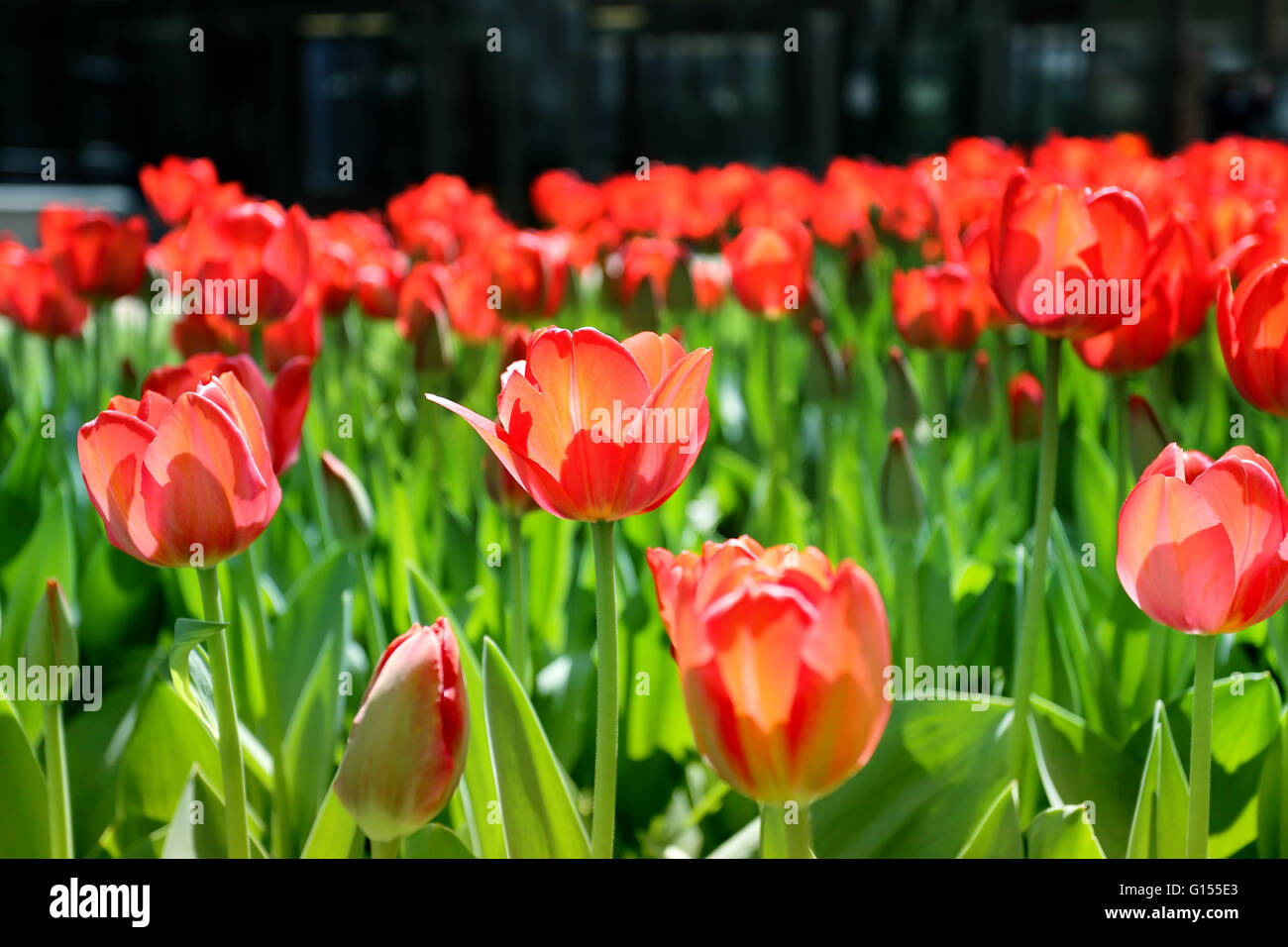Photos red tulips Stock Photo - Alamy