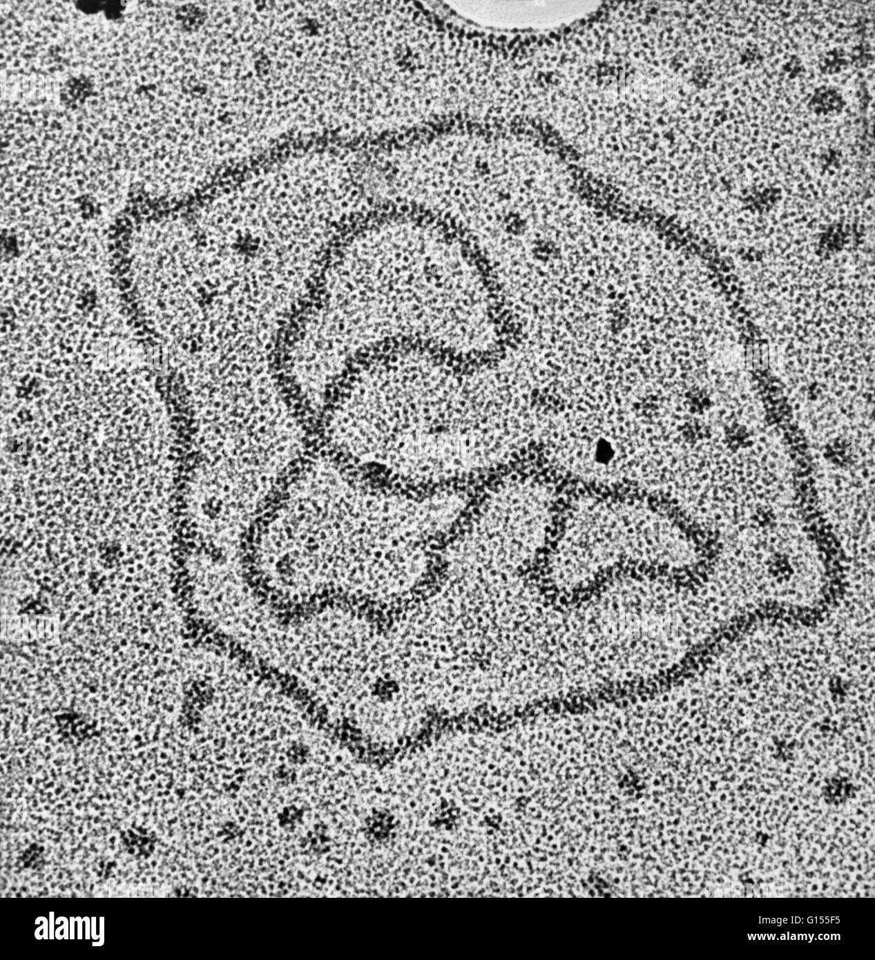 Transmission electron micrograph of two viral DNA rings. Length two ...