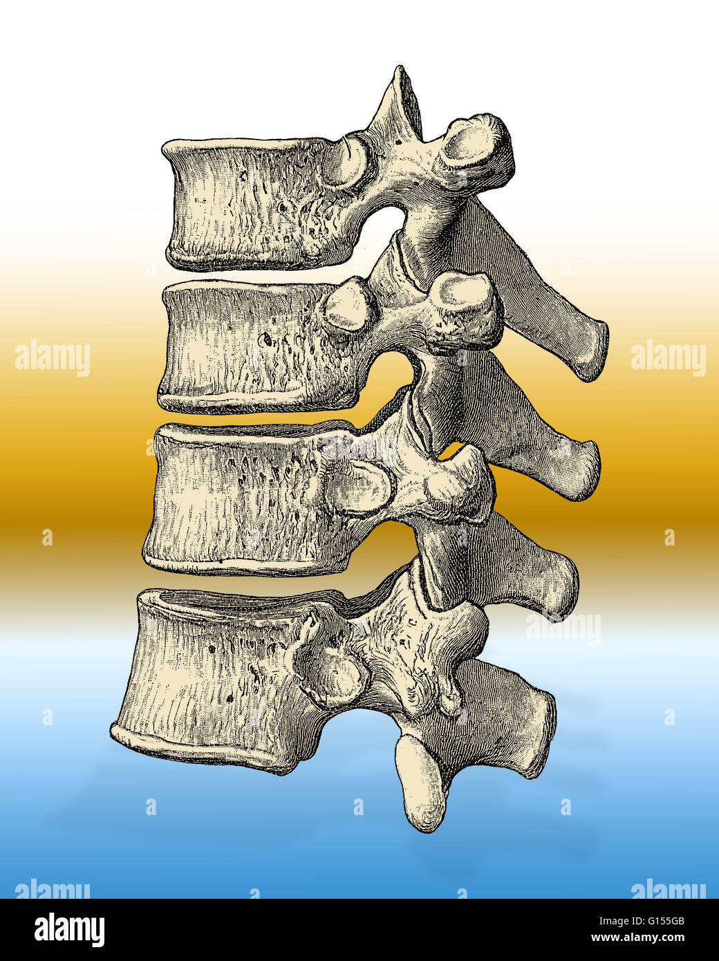 Human Vertebrae