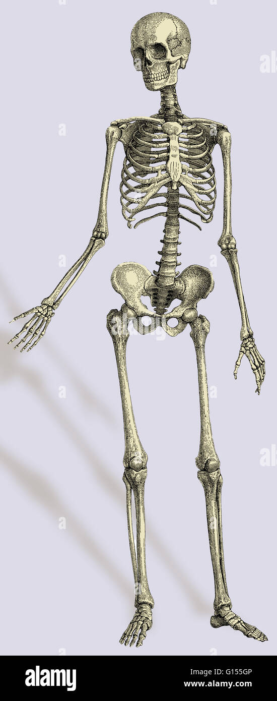Illustration of a standing human skeleton Stock Photo - Alamy