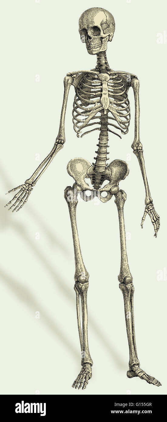 Illustration of a standing human skeleton Stock Photo - Alamy