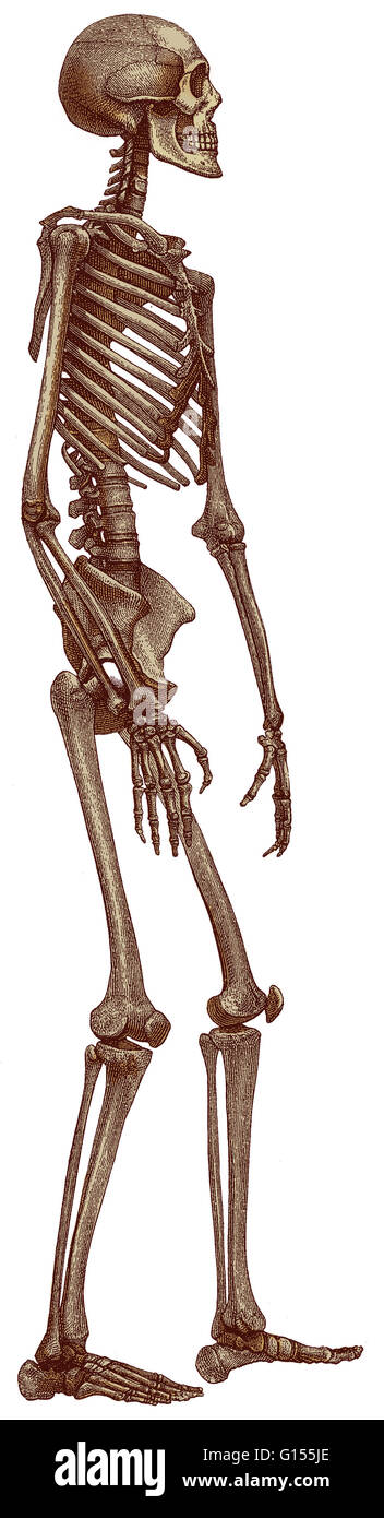 Human Skeleton Profile
