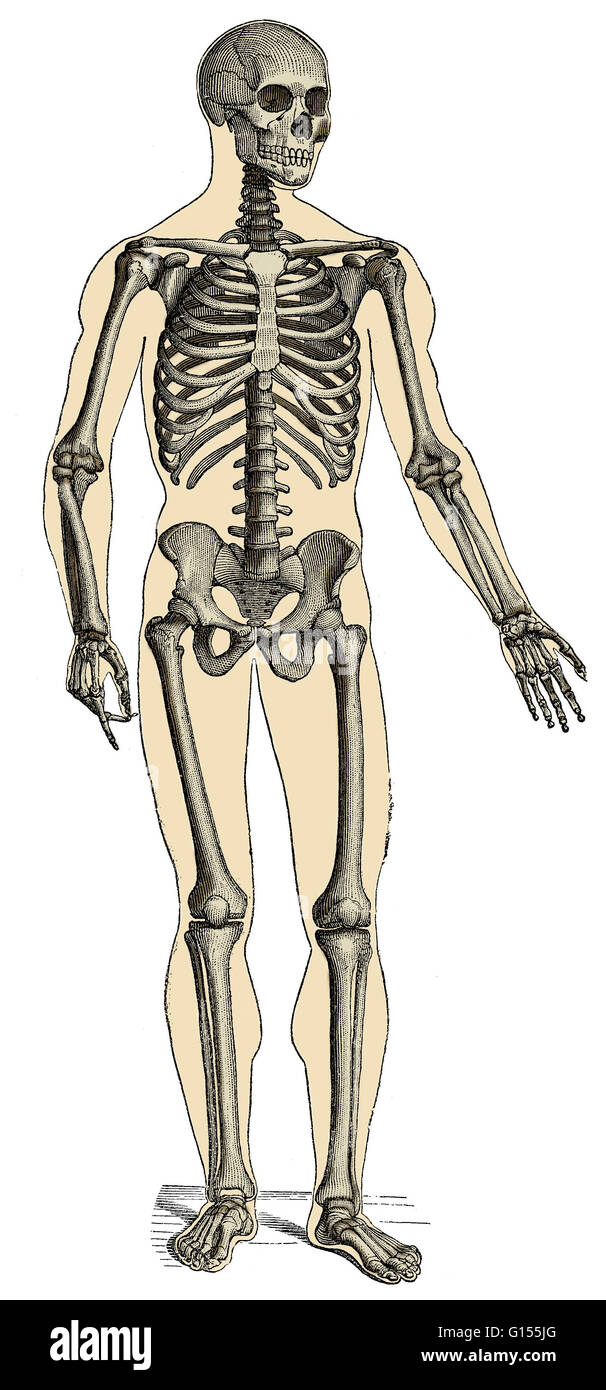 Illustration of a human skeleton and its surrounding body mass Stock ...