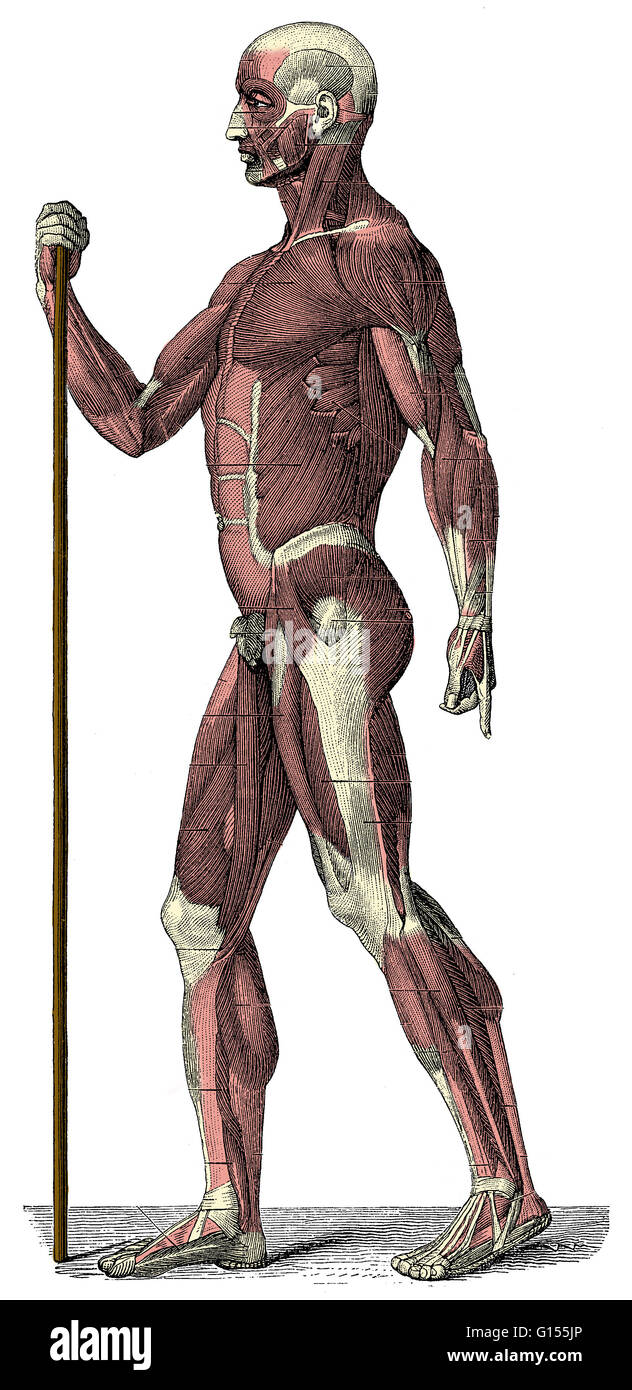 Illustration of the human muscles viewed from the side Stock Photo - Alamy