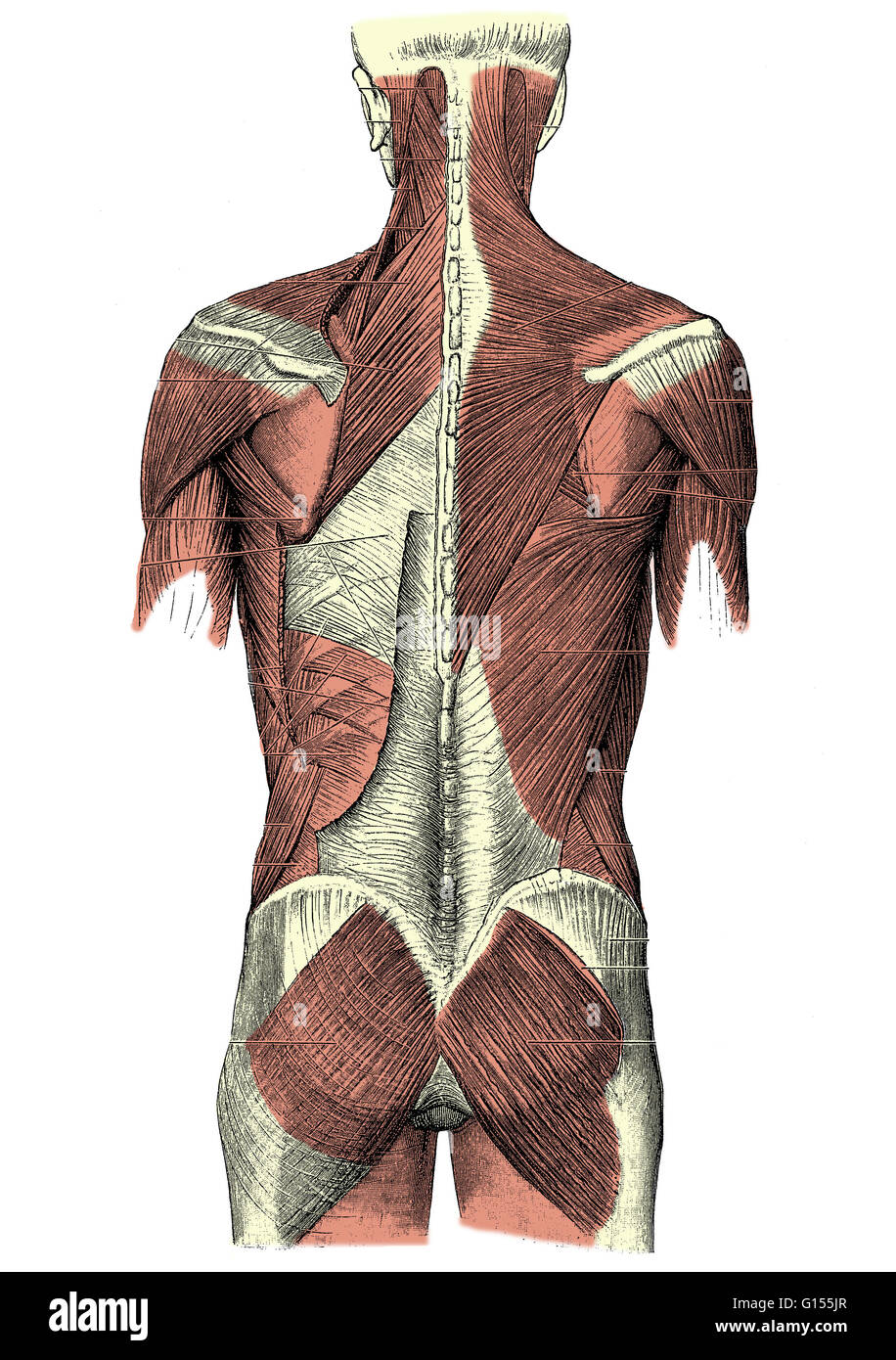 Illustration of the superficial muscles of the human back Stock Photo ...