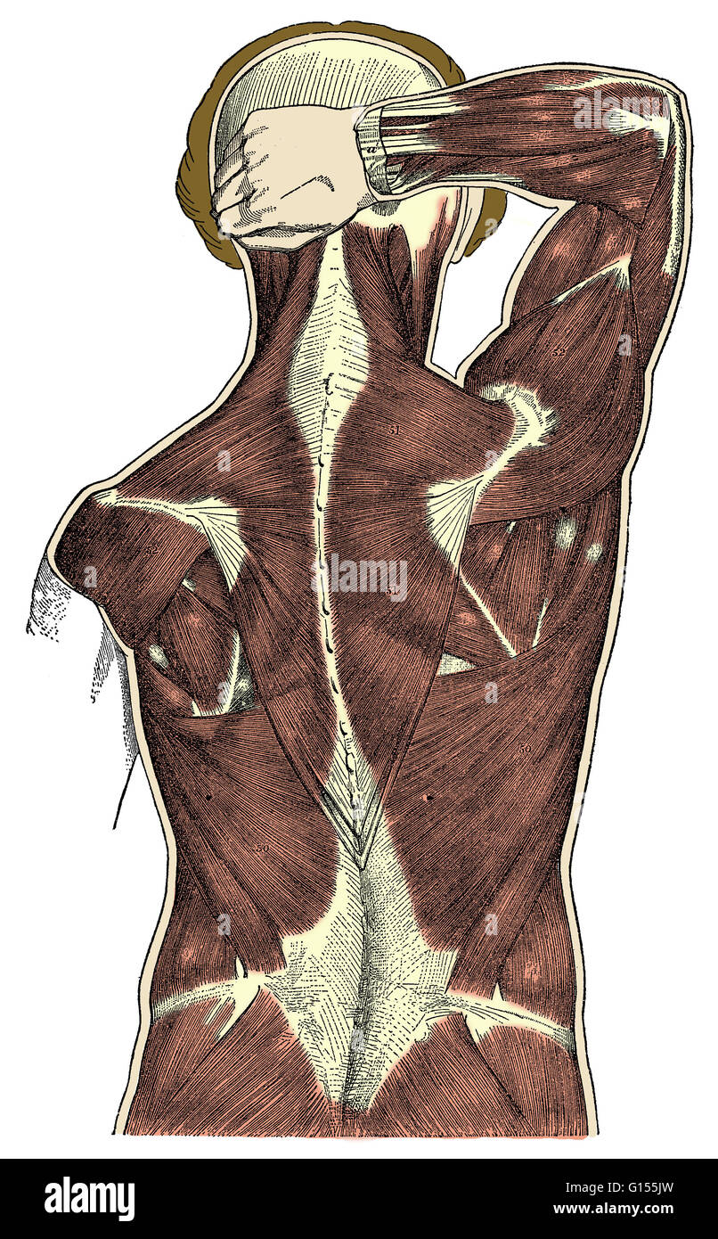 Illustration of the muscles of the human back Stock Photo - Alamy