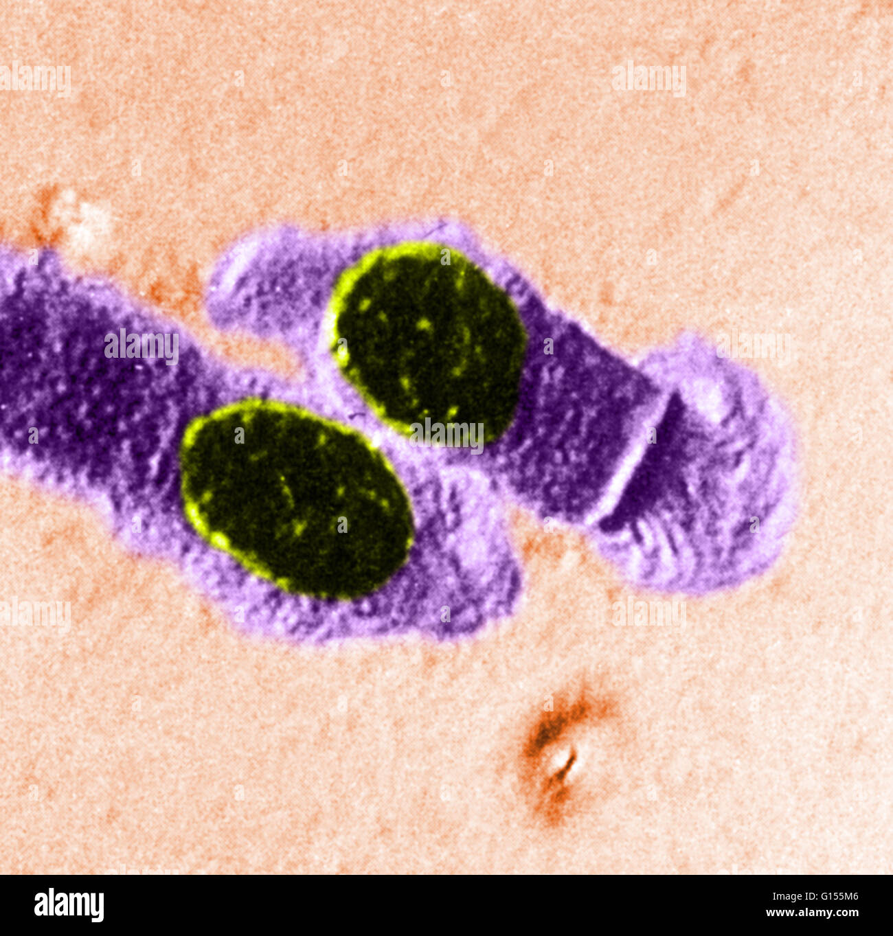 Color enhanced image of healthy cells under a microscope. The cell ...
