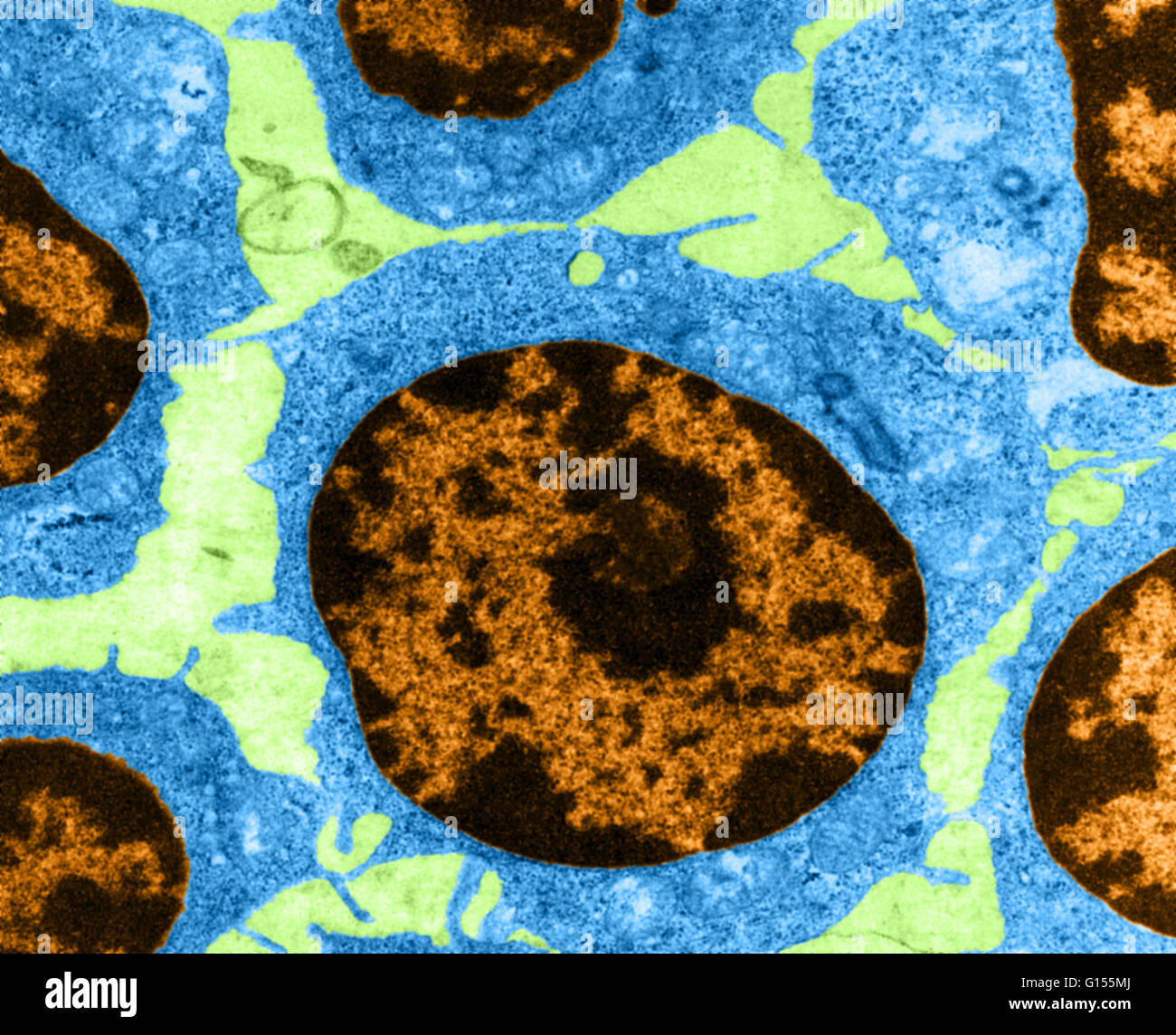 Electron Microscope Color