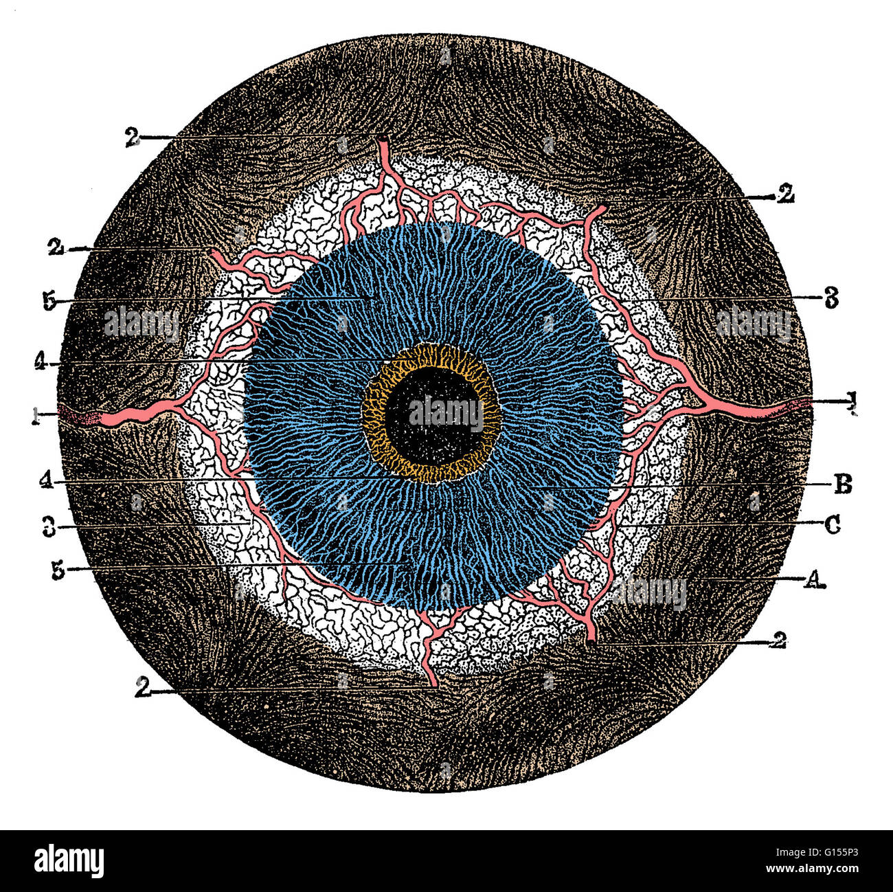 Color enhanced illustration of the front view of the blood vessels of ...