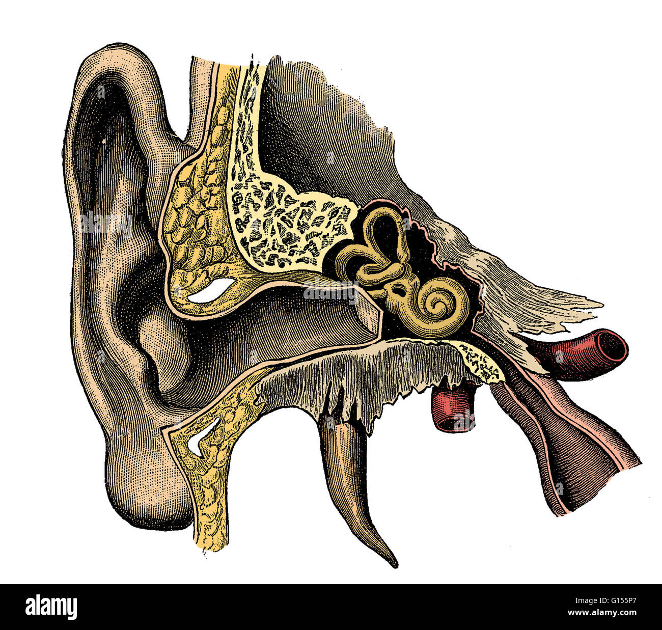 Color enhanced illustration of a cross-section of the ear. This is an ...
