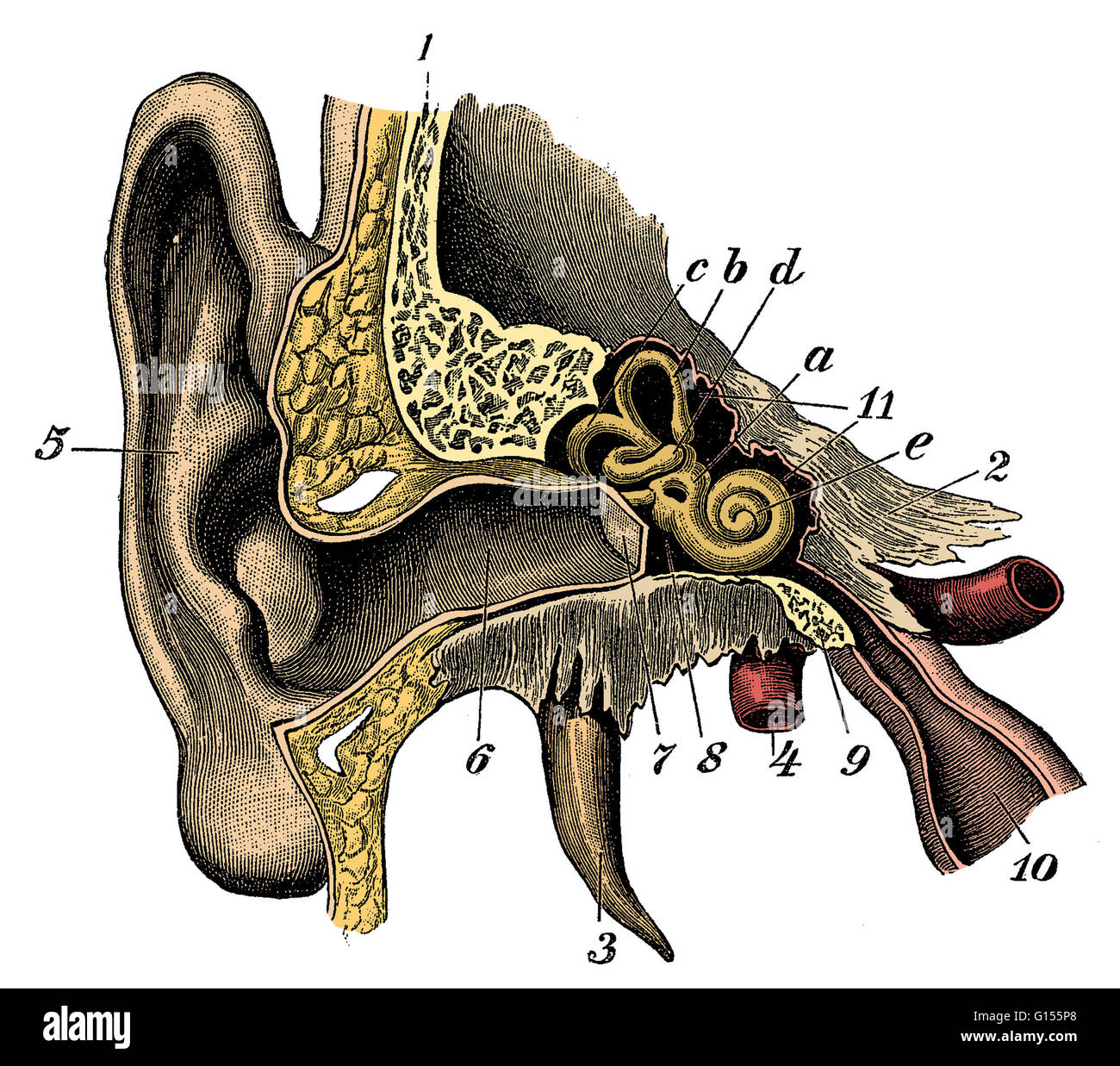 Color enhanced illustration of a cross-section of the ear. This is an ...
