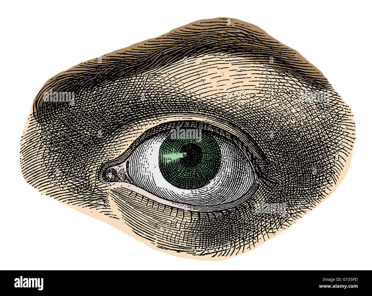 Illustration of the human eye. Common colors of the human eye are Blue ...