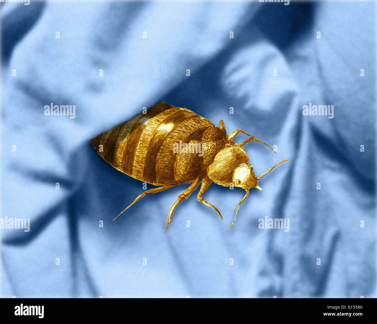 Color enhanced bedbug (Cimex lectularius) illustration. Bed bugs are ...