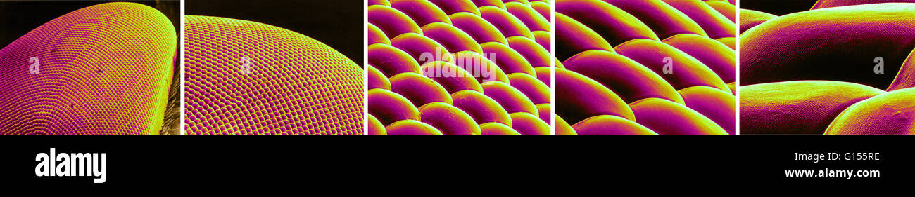 Insect scanning electron microscope hi-res stock photography and images ...