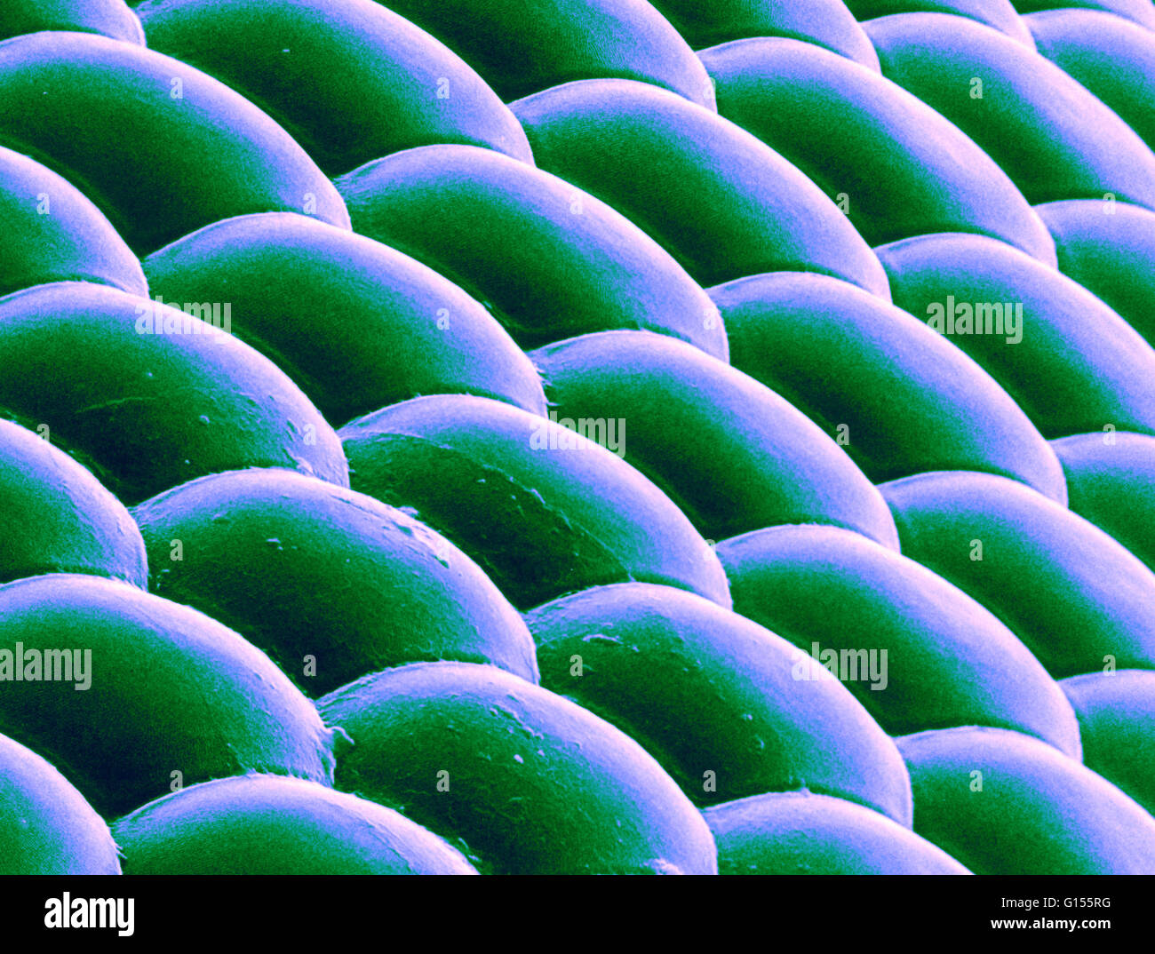 Color enhanced scanning electron micrograph of a deer fly eye. The ...