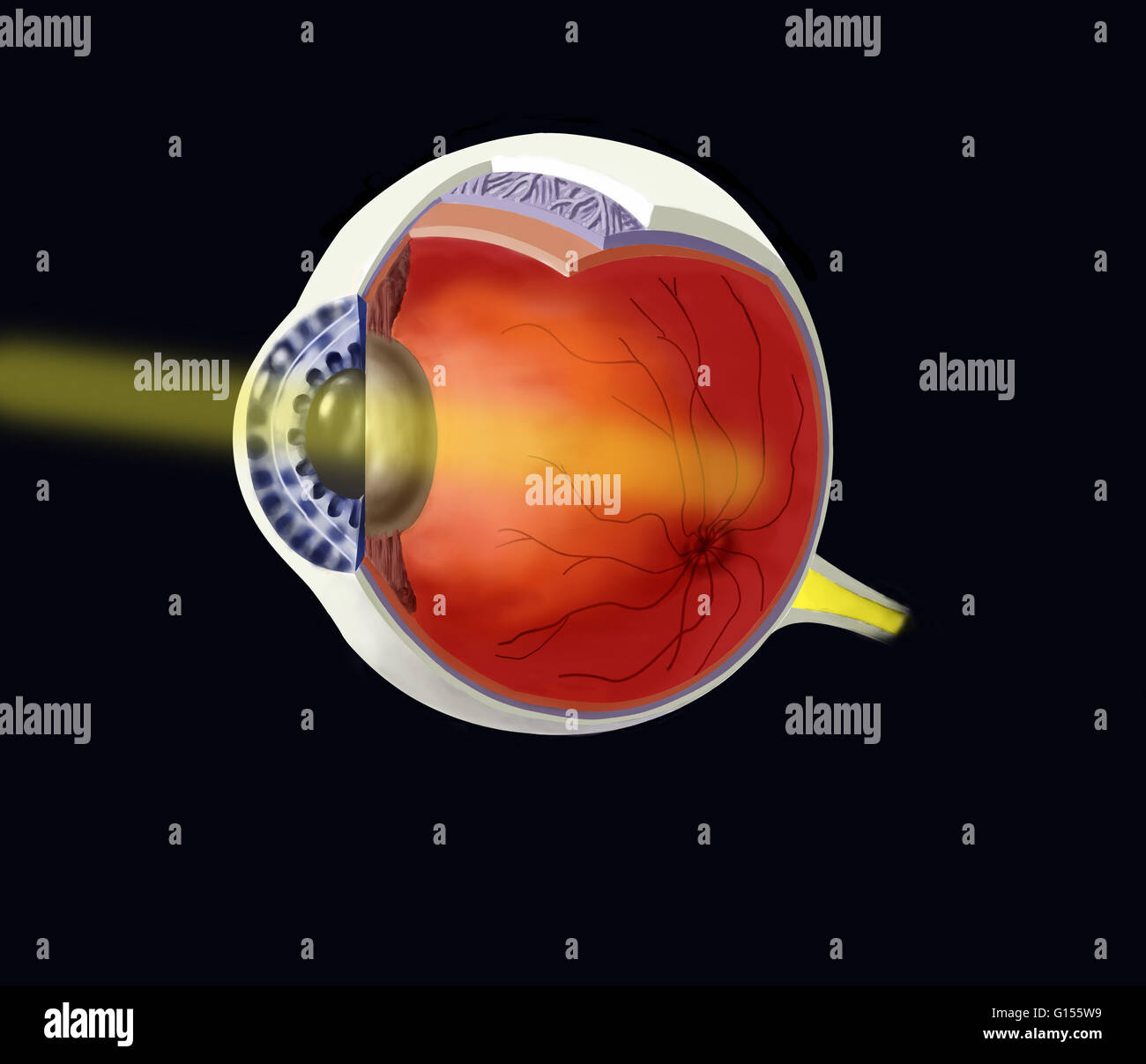 Cutaway illustration showing how light enters the eye Stock Photo - Alamy