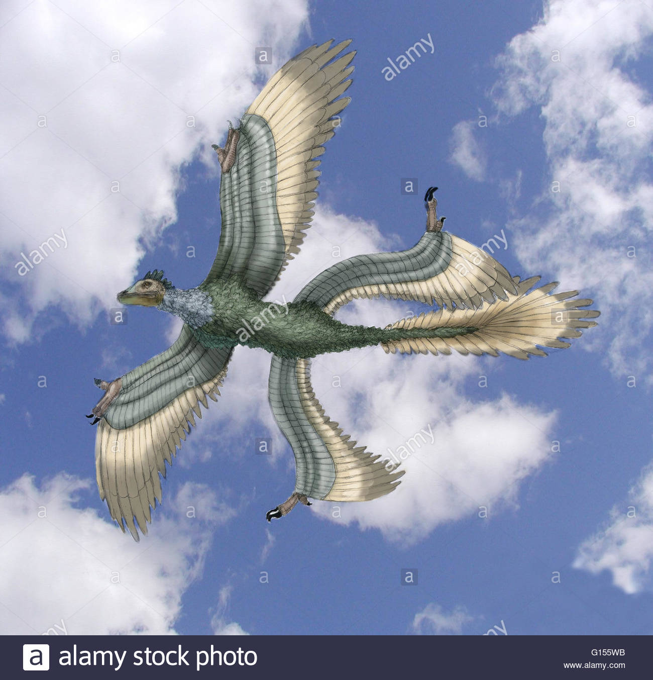 Microraptor Dinosaur Stock Photos & Microraptor Dinosaur Stock Images ...