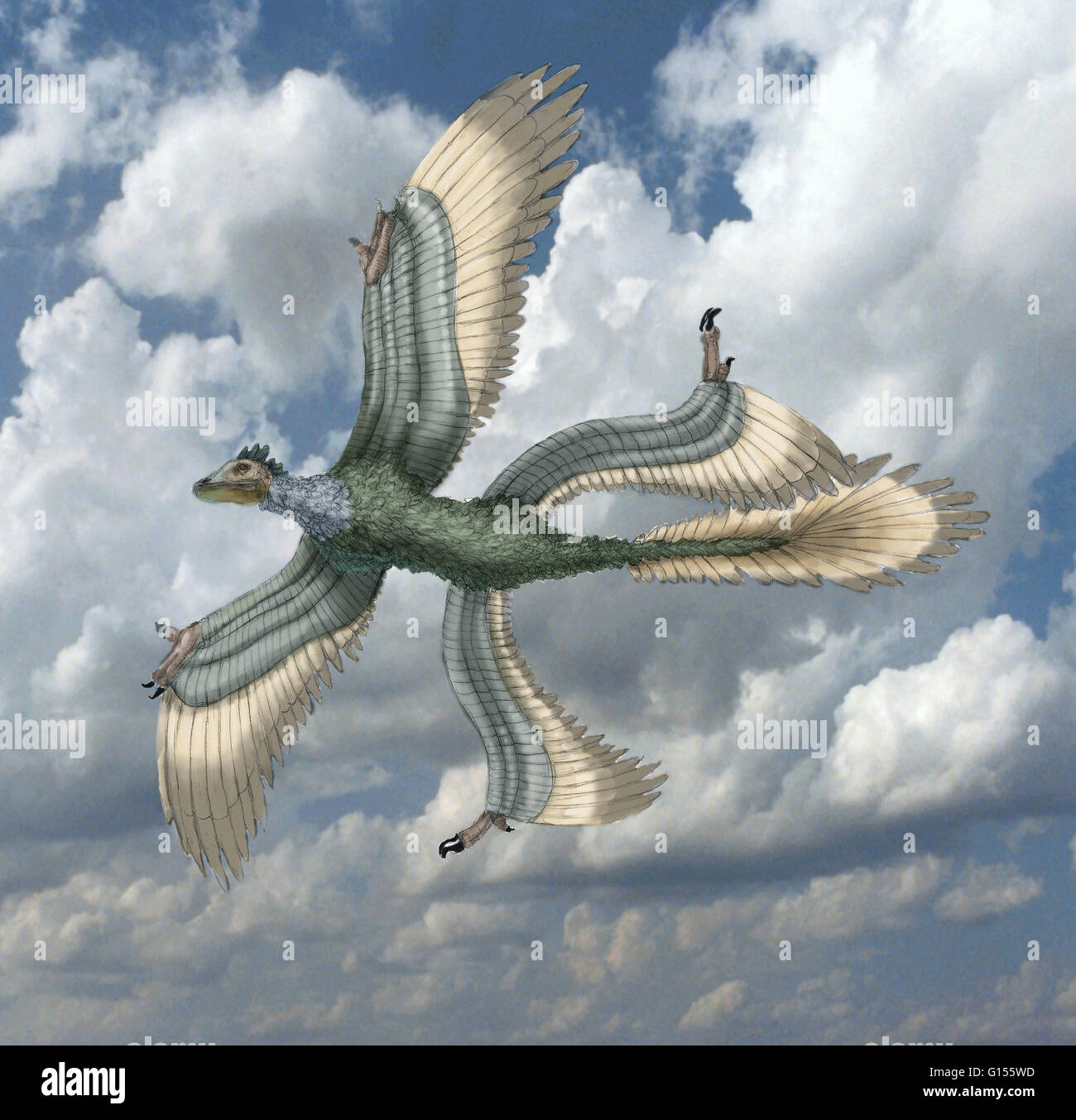 Microraptor dinosaur hi-res stock photography and images - Alamy