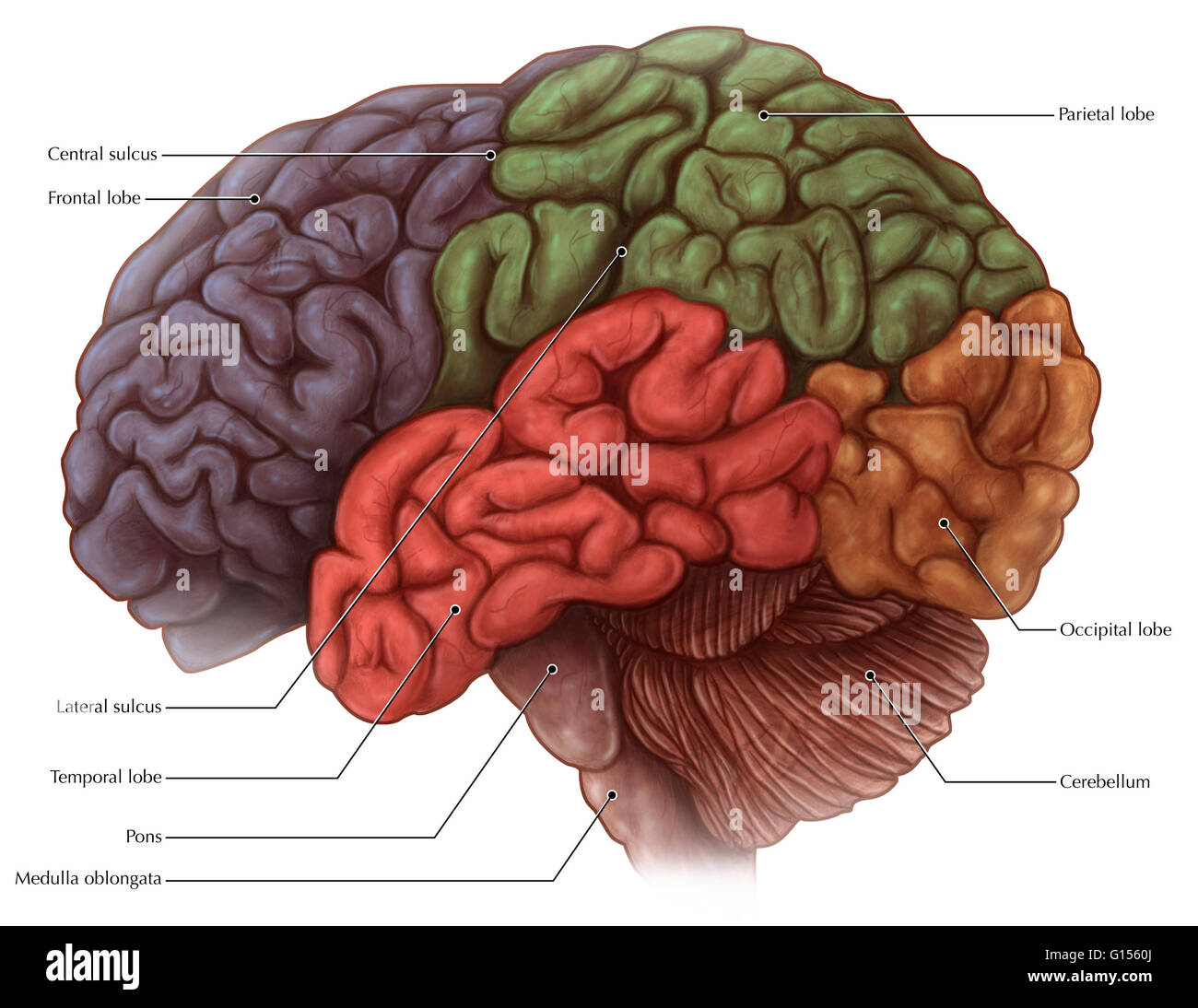 An illustrated lateral view of the brain depicting the major lobes of ...