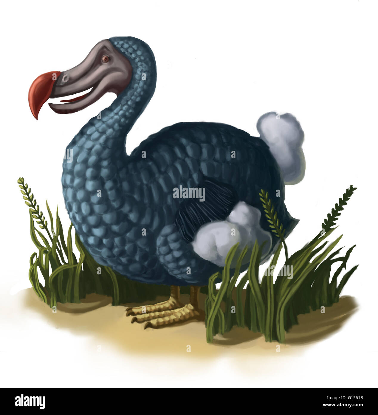 Illustration of a Dodo Bird (Raphus cucullatus). The Dodo Bird has been ...