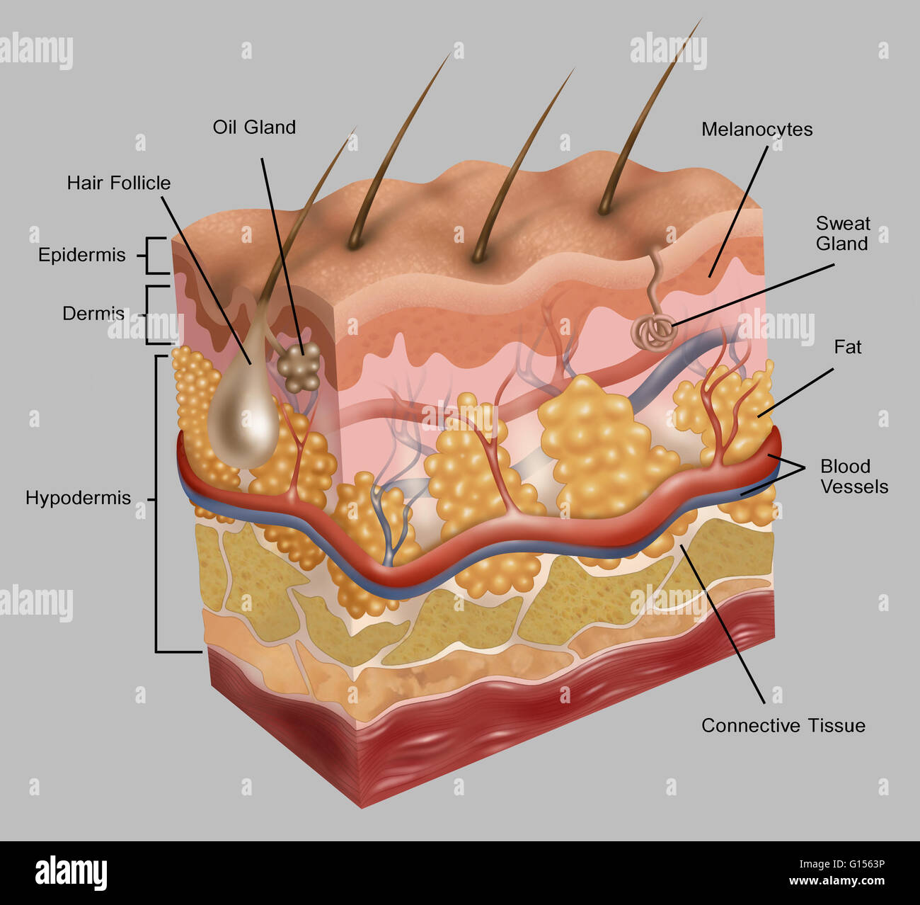 Human Skin Parts