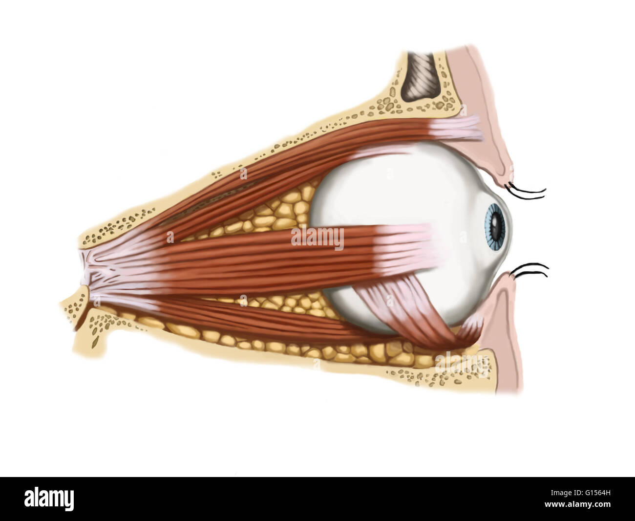 A sideways view of a normal eye showing the orbital bone, eyelids ...