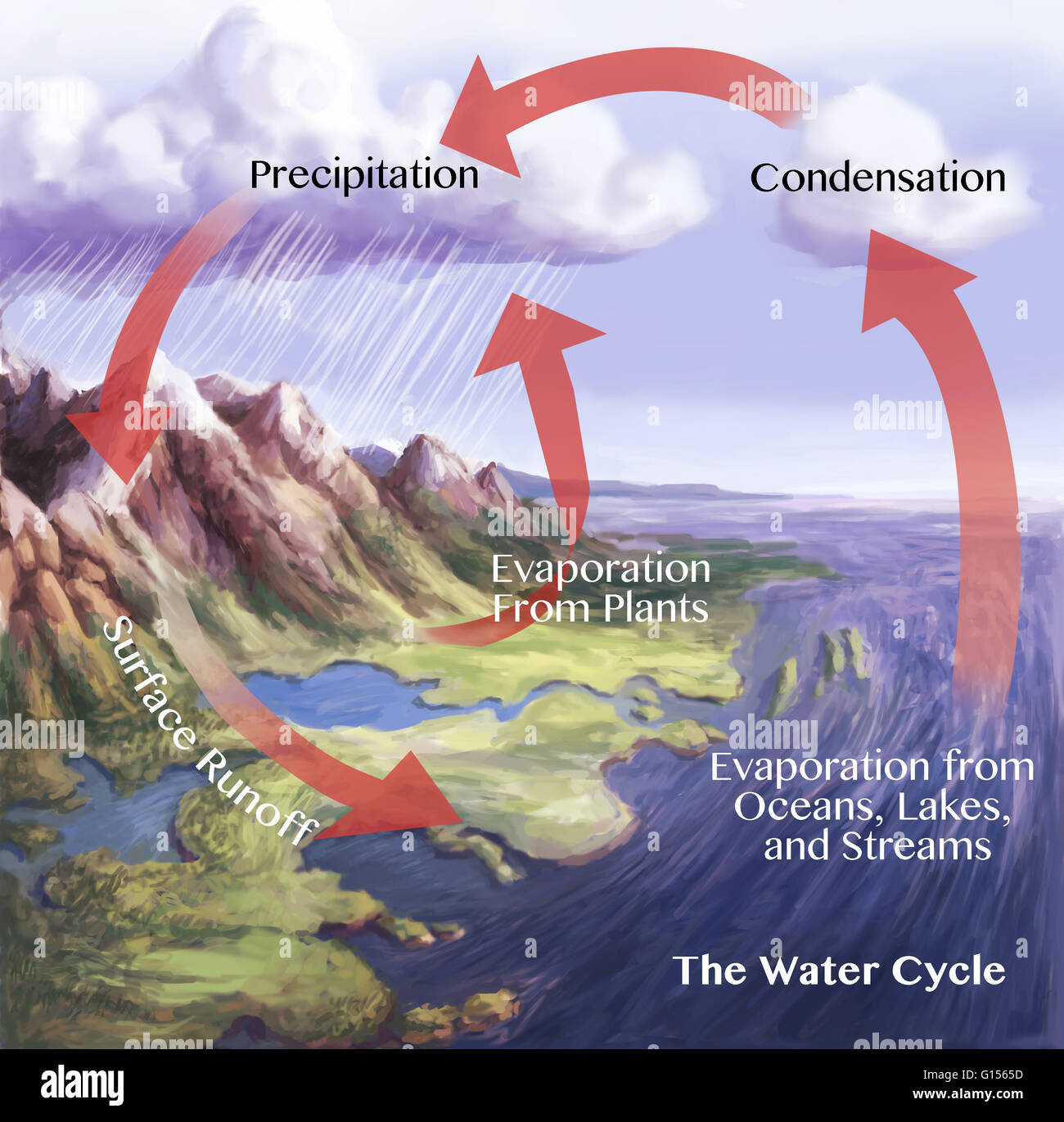 Water Cycle With Transpiration Precipitation Condensation Evaporation