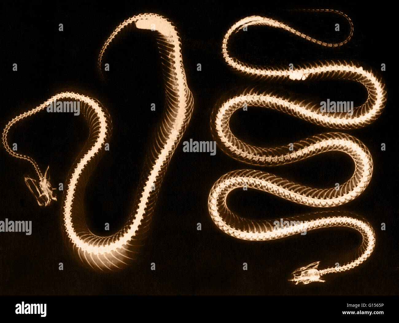 Color-enhanced X-ray showing two snake skeletons Stock Photo - Alamy