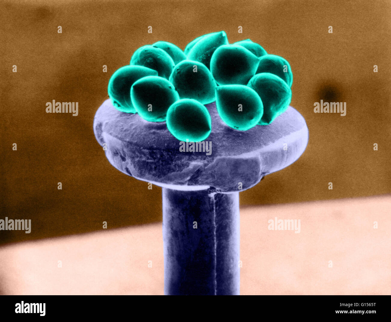 Color enhanced Scanning Electron Micrograph (SEM) showing silicon beads ...