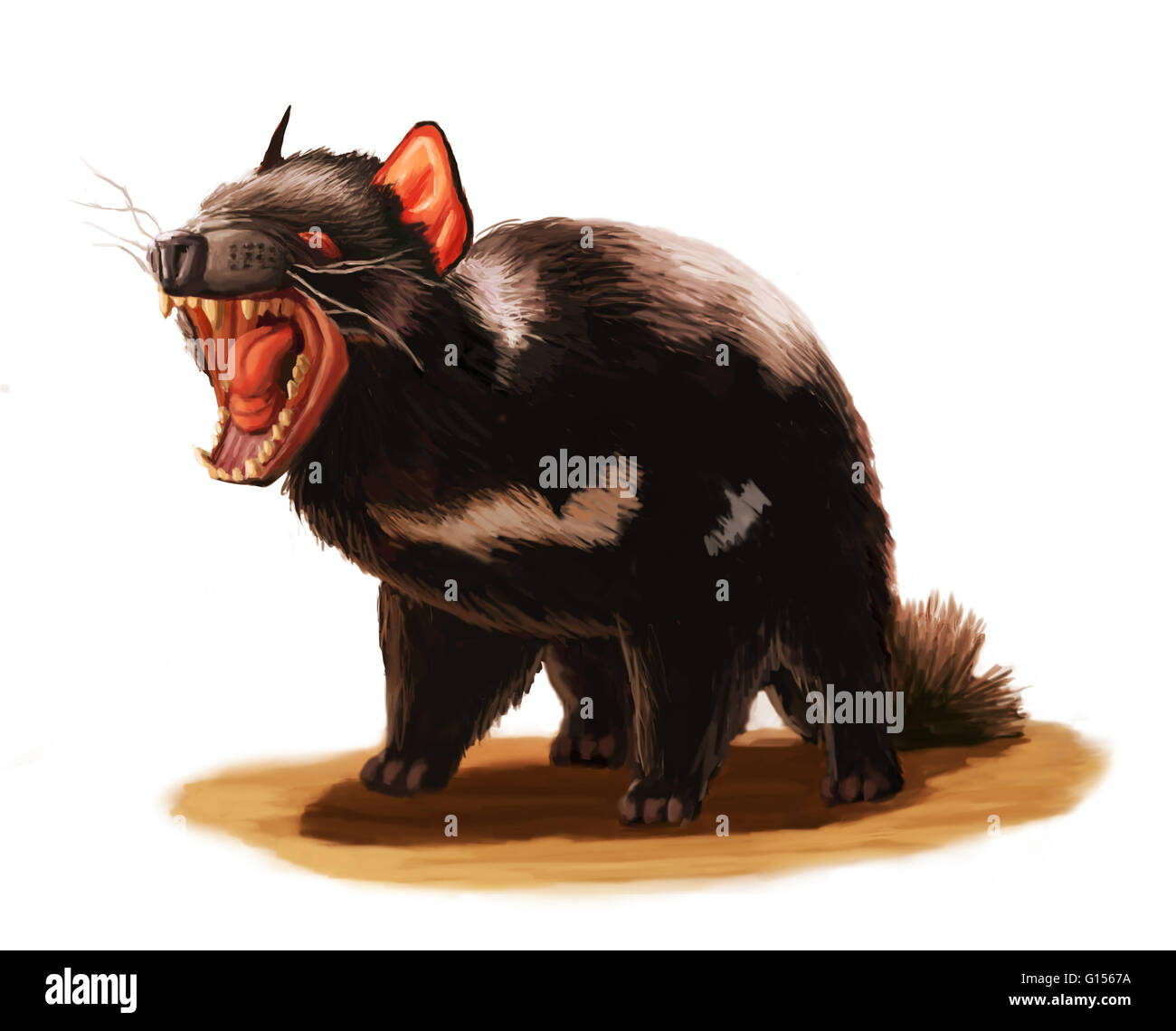 Tasmania wildlife Cut Out Stock Images & Pictures - Alamy