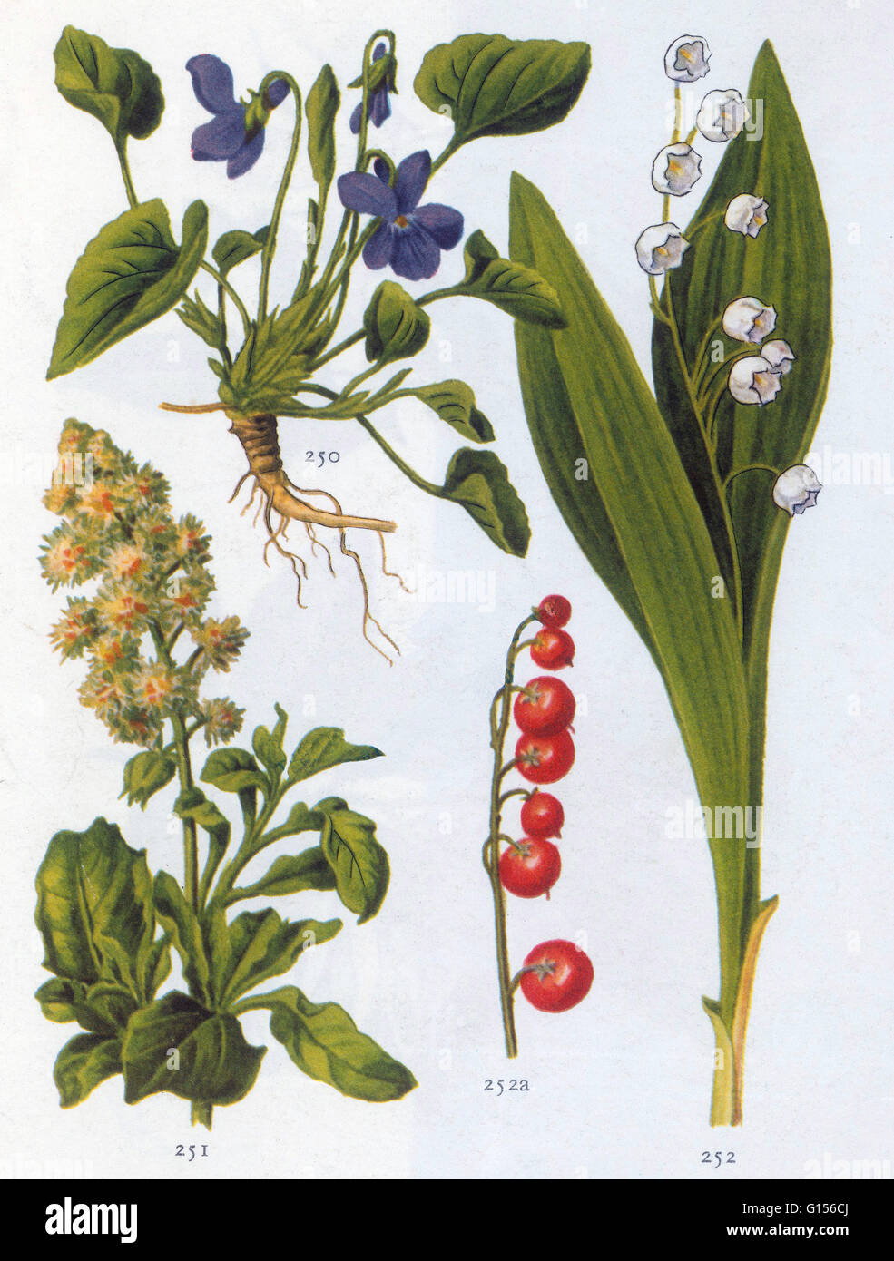 Viola odorata is a species of the genus Viola native to Europe and Asia ...