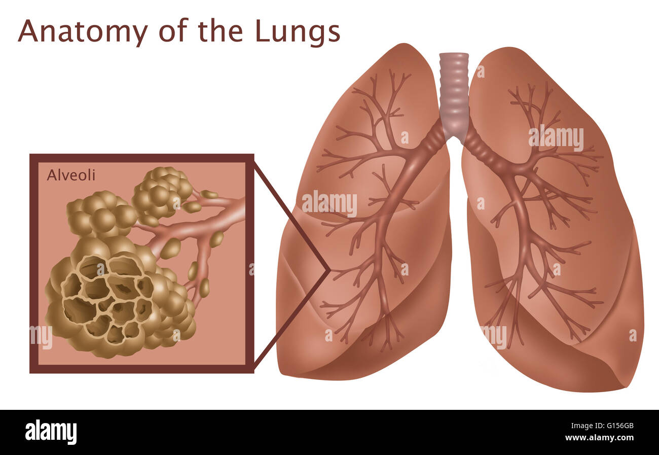 Bronchioles And Alveoli Diagram