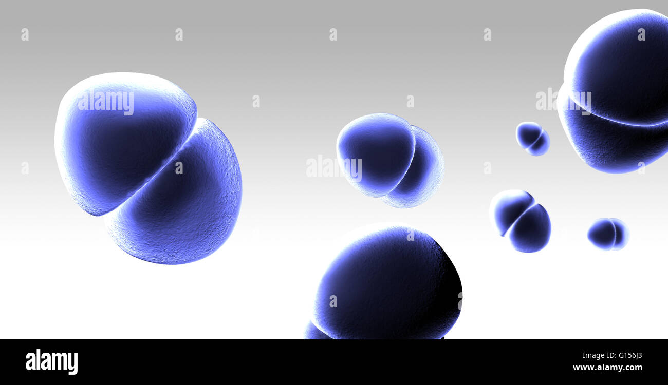 Illustration of Enterococcus bacteria. Enterococcus is a genus of ...