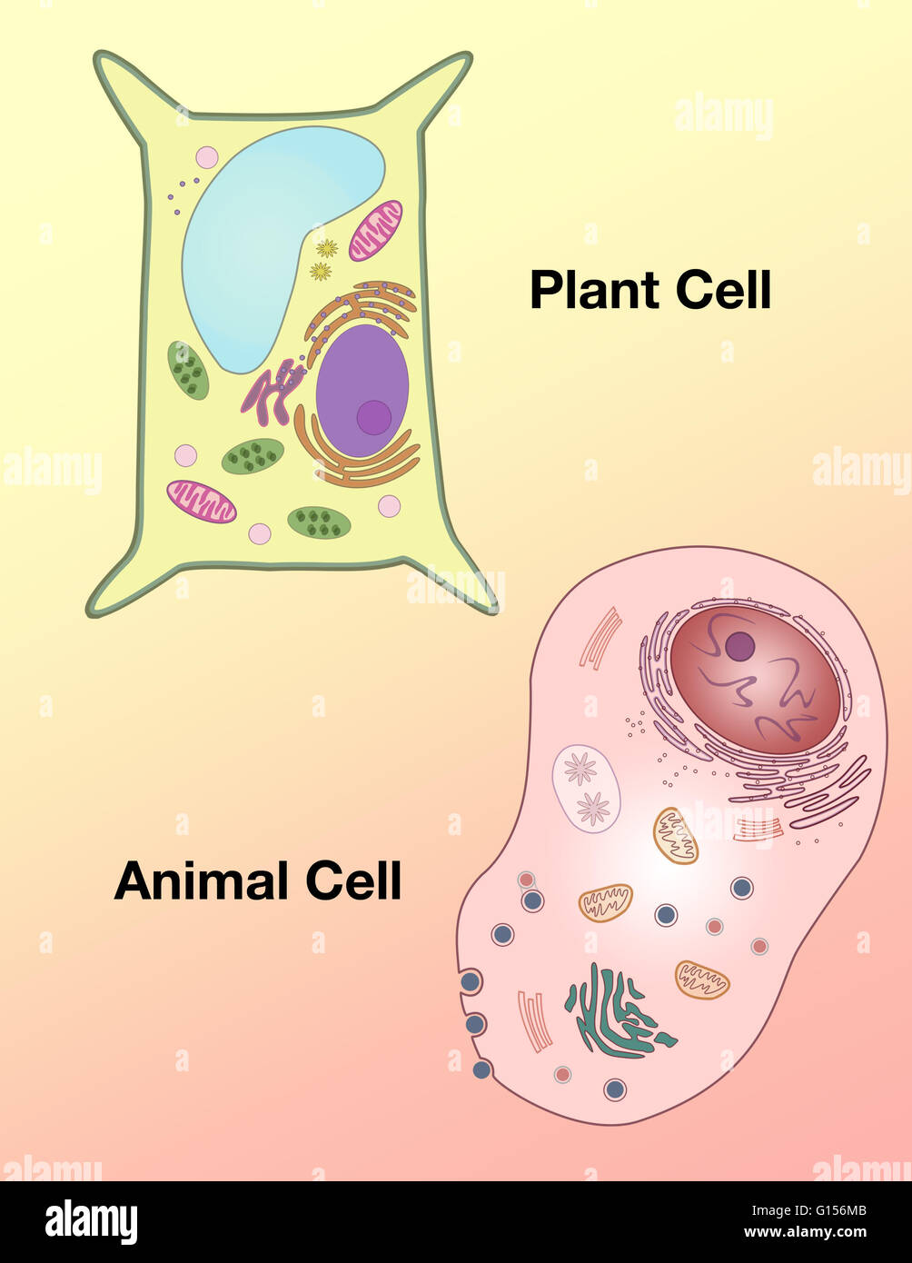 Generalized diagrams of a plant cell and an animal cell Stock Photo - Alamy